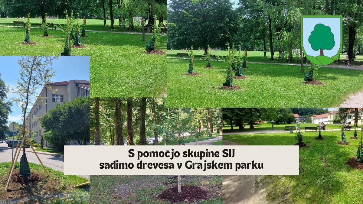 Sajenje nadomestnih dreves – uresničujemo donacijo skupine SIJ | Občina ...