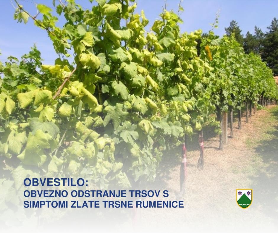 Obvezno odstranjevanje trsov s simptomi zlate trsne rumenice | Občina ...