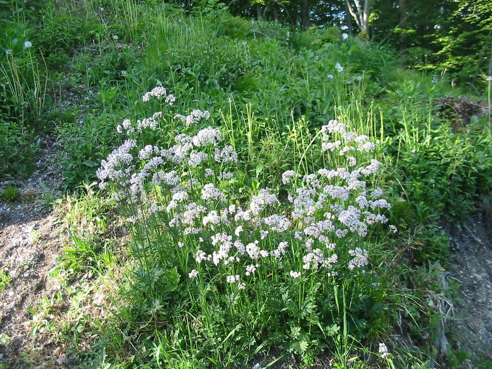 Baldrijan, Špajka | Občina Šmartno pri Litiji | MojaObčina.si