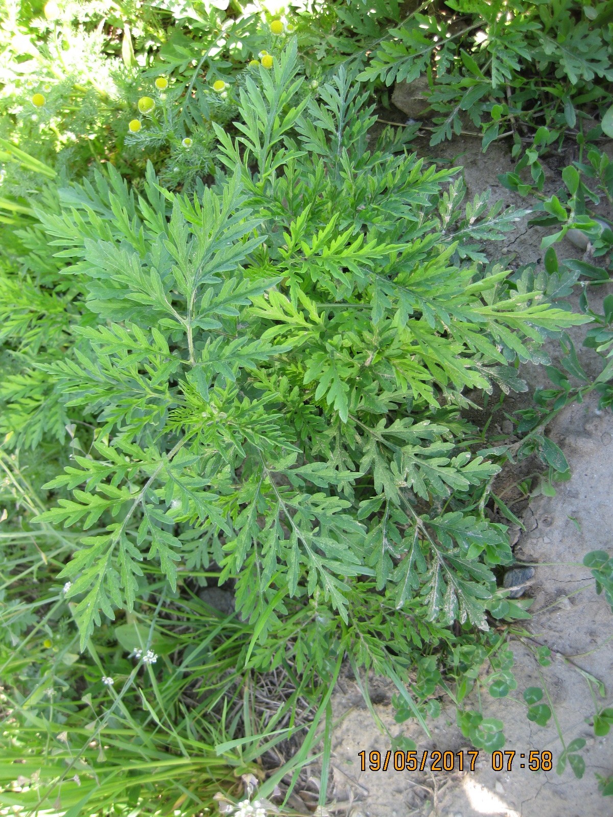 AMBROZIJA - najmočnejši znani alergen | Občina Črenšovci | MojaObčina.si