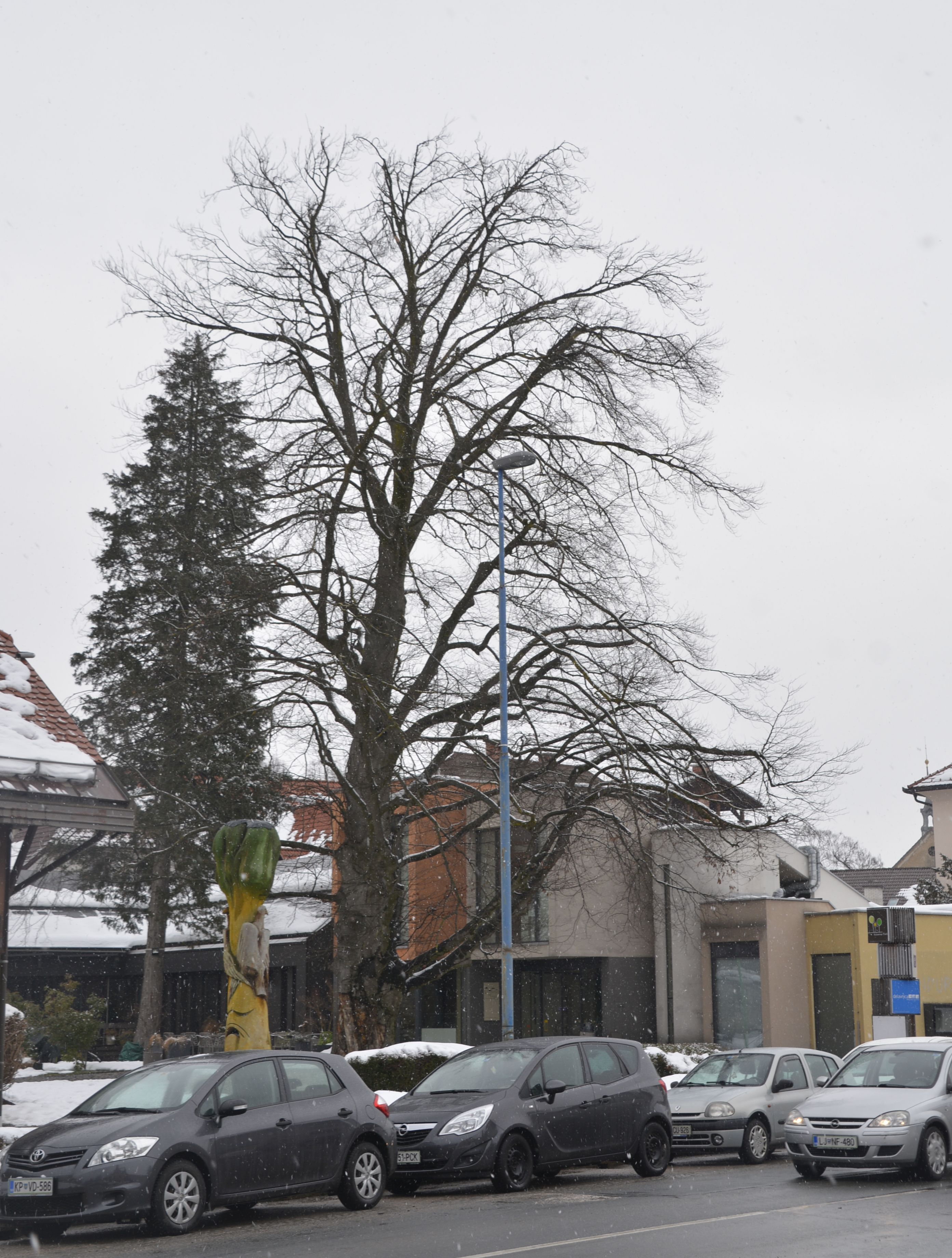 Rdeča bukev se je posušila | Občina Vrhnika | MojaObčina.si