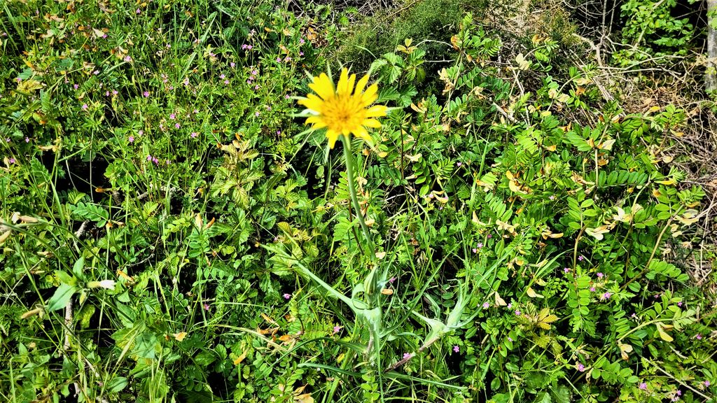 ZIMZELENI NA KRASU – DOBRAVLJE, TOMAJ, KRIŽ | Občina Vrhnika ...