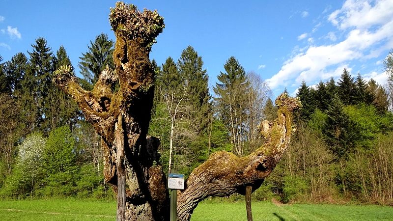 KS Žabja vas in njena znamenita vrba | Občina Novo mesto | MojaObčina.si