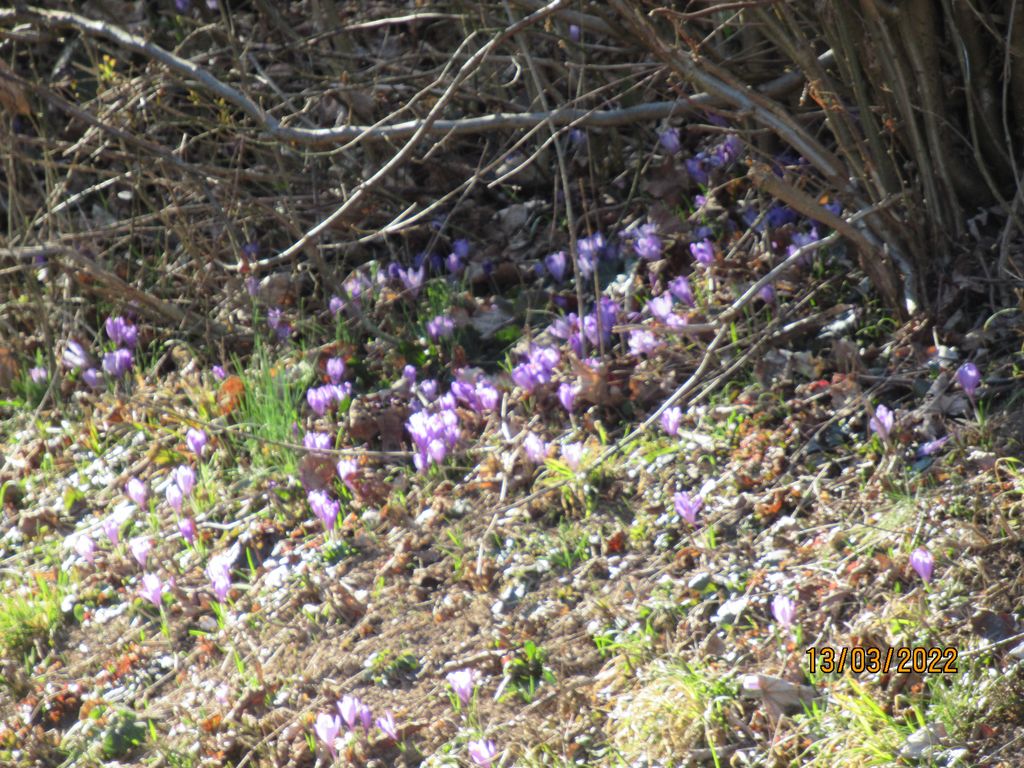 Pepelnica - dogodki v občini Log - Dragomer | MojaObčina.si