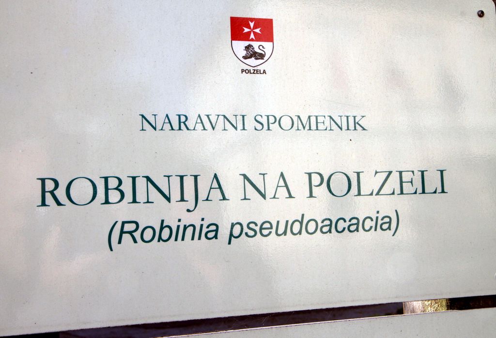 Na Polzeli raste prvak med drevesi | Občina Polzela | MojaObčina.si